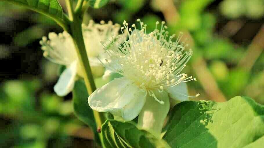 10 Wild Pink Lemon Guava Fruit Seeds - Garden Fruit Seeds - Easy To Grow