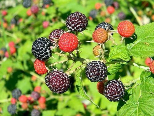 10 Wild Black Raspberry Fruit Seeds - Garden Fruit Seeds - Easy To Grow