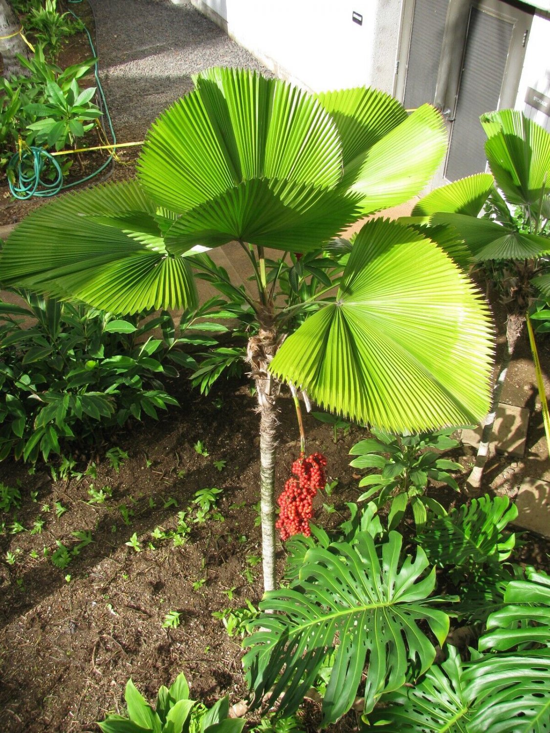 20 Seeds - Licuala Palm Tree Seeds Garden - Ruffled Fan Large ...