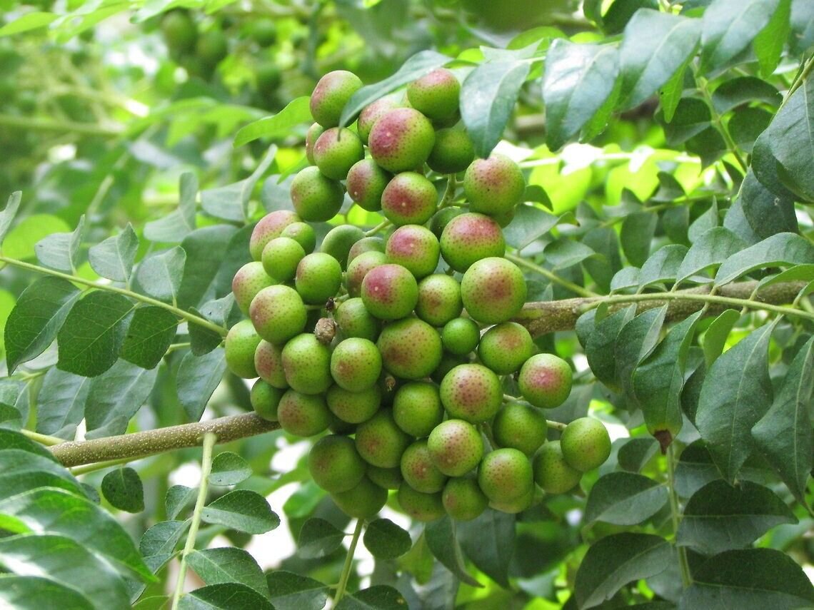 5 Seeds - Curry Leaf Tree Seeds - Murraya Koenigii Kitchen Kari Patta ...