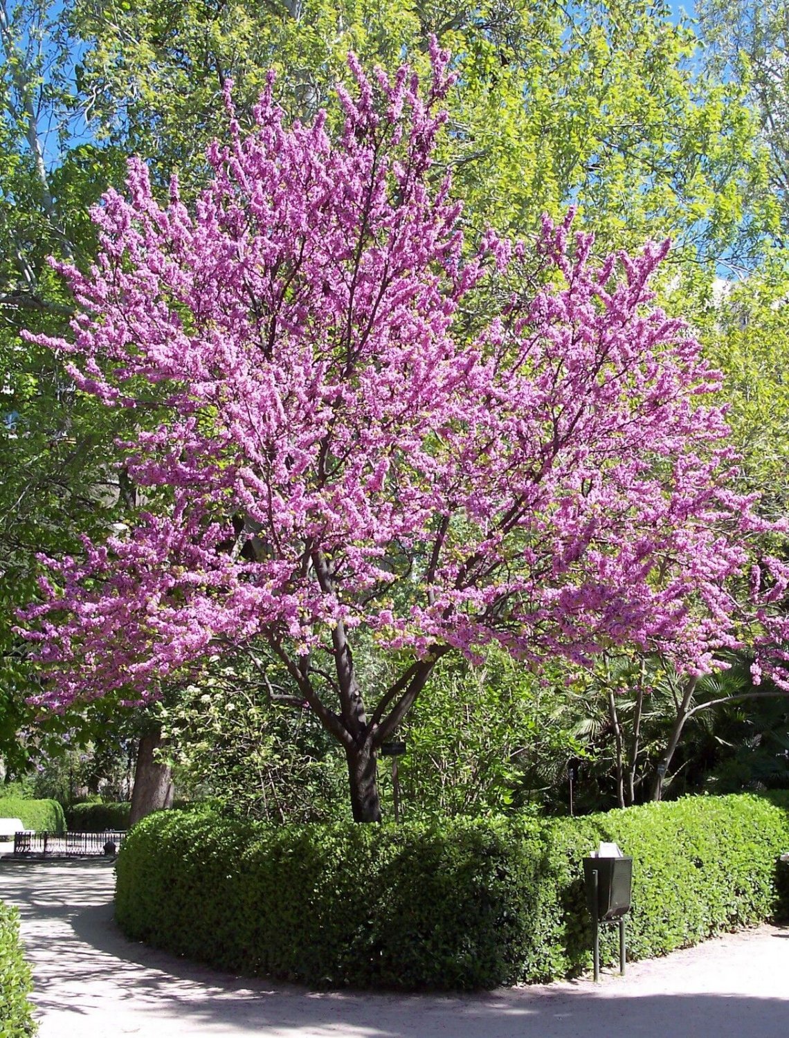 10 Seeds - Cercis chinensis CHINESE REDBUD Tree - Garden Tree
