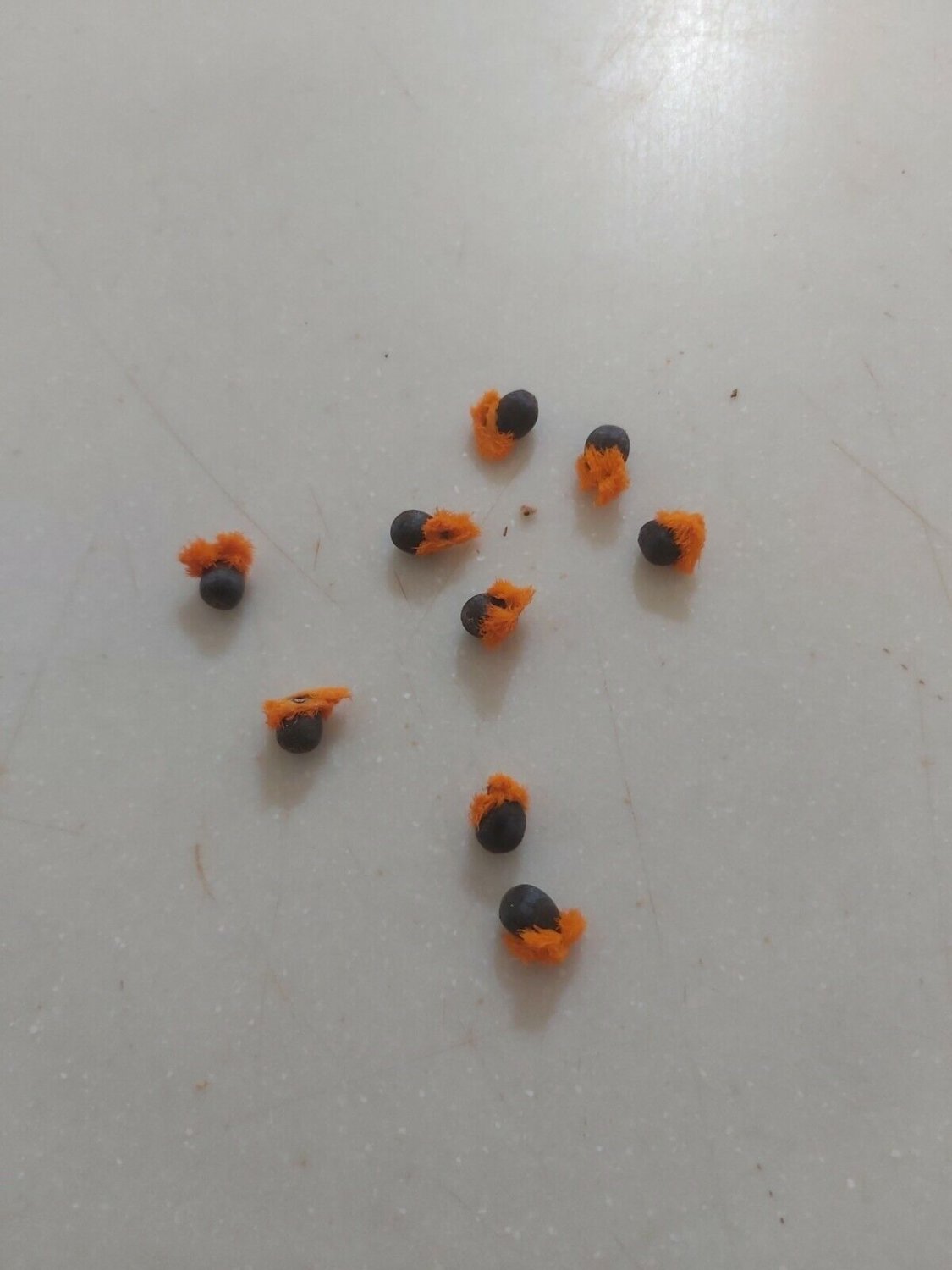 10 Seed - Strelitzia Bird of Paradise Flower - For Your Garden Flower