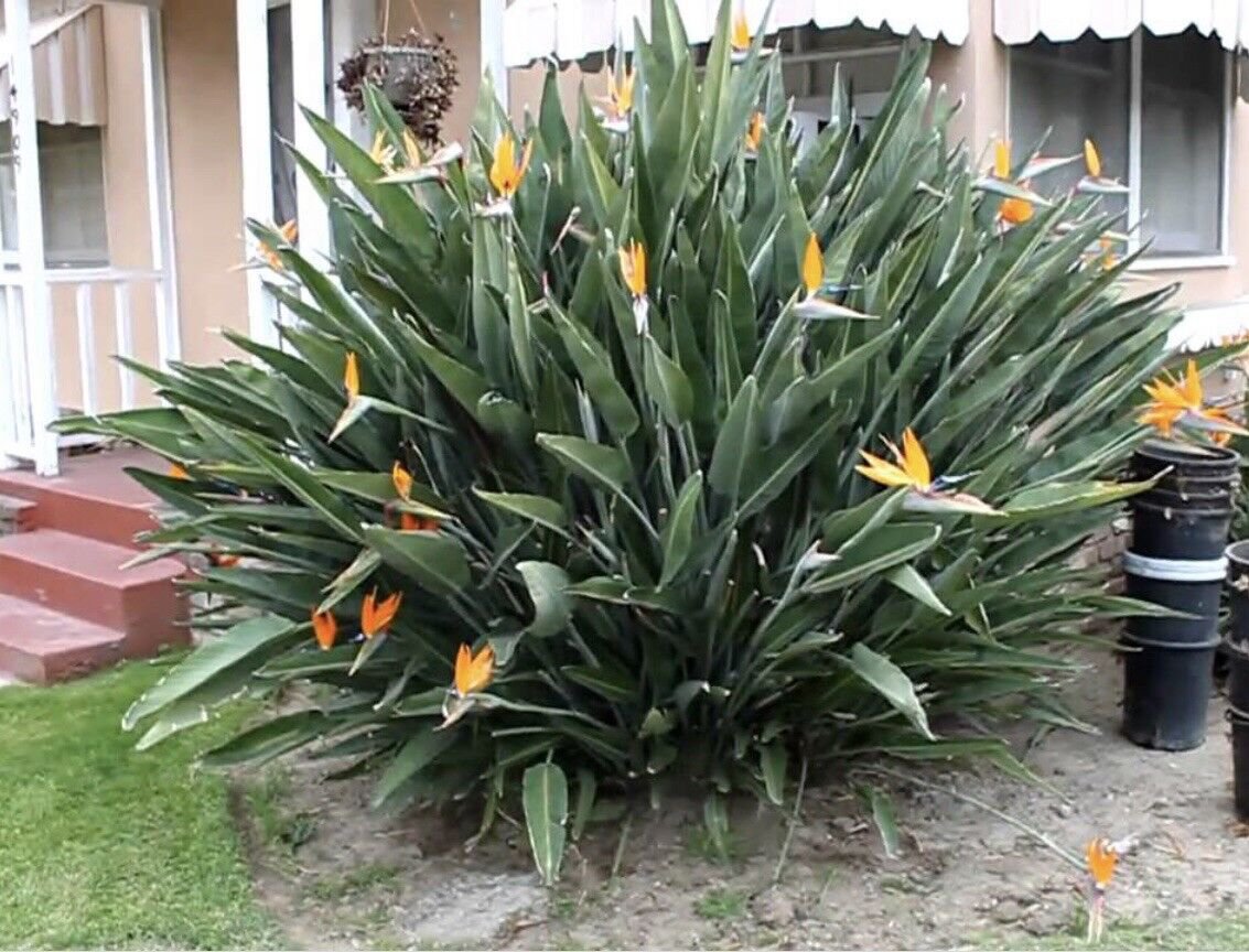 20 Seed - BIRD OF PARADISE SEEDS (Strelitzia reginae) Flower - For Your ...