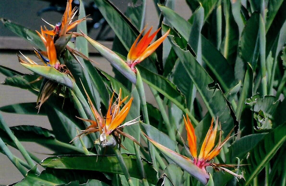 10 Seed - Bird of Paradise dwarf - Strelitzia reginae dwarf seeds ...