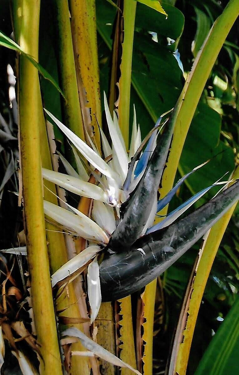 10 Seed Rare - Bird of Paradise - Strelitzia nicolai - Giant White ...