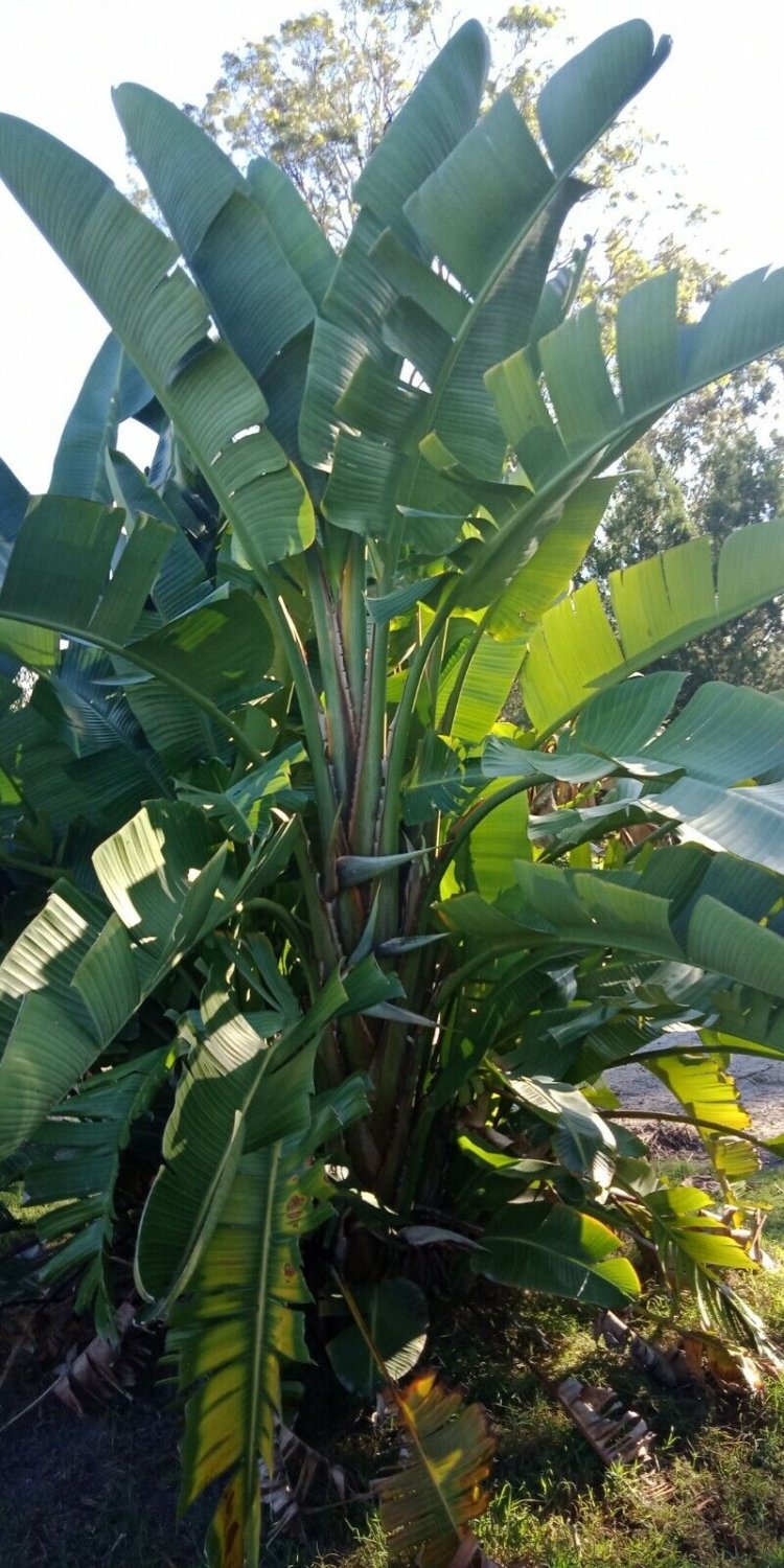 12 Seed Rare - Strelitzia Nicolai Giant White Bird of Paradise - Garden ...