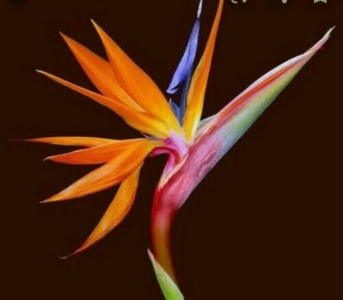 5 Seed Rare - Bird of Paradise - Strelitzia reginae Flower - Garden Flower