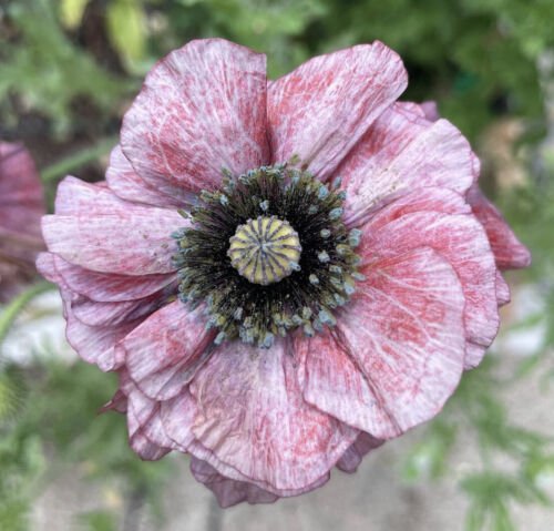 10 Seeds - Pandora Poppy Seeds - Papaver Rhoeas Garden Flower