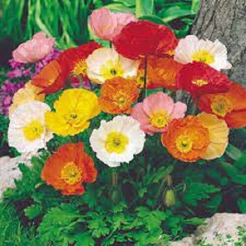 300 Seeds Rare - FLOWER GARDEN Poppy - Iceland Poppy Mix Flower Seeds