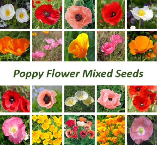 50 Seeds Rare - Mixed Poppy Flower Seeds - ALL TYPE MIXED POPPY FLOWER ...