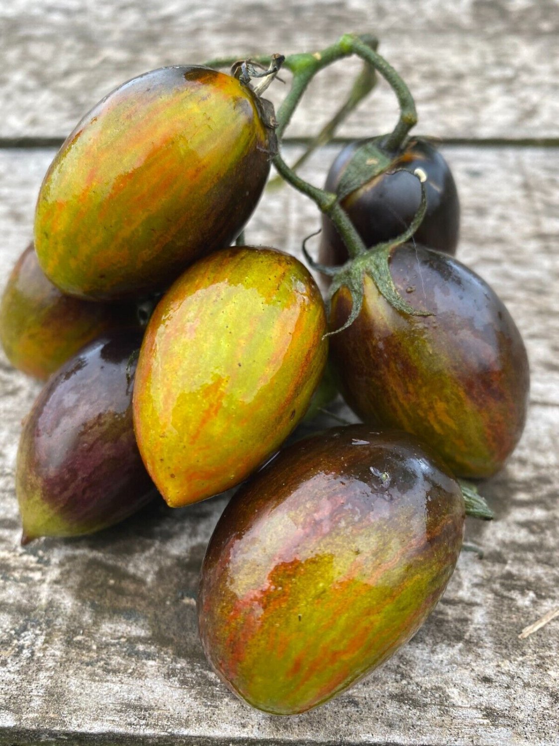 10 Seeds - Tomato Brad's Atomic Grape - The Most Eye-catching Tomato