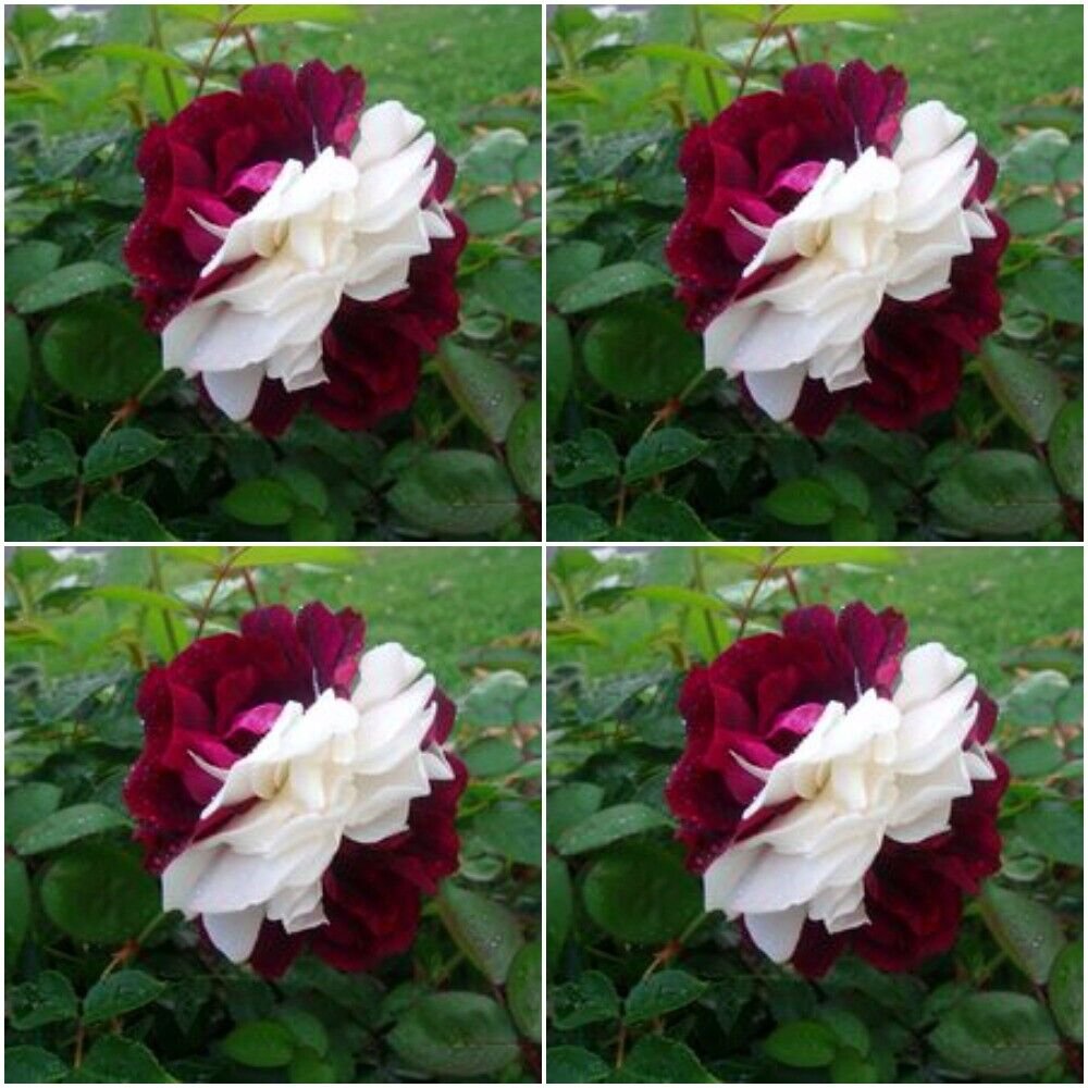 10 Seeds - Love Red Rose Seeds Flower Seeds - Flower Seeds Garden