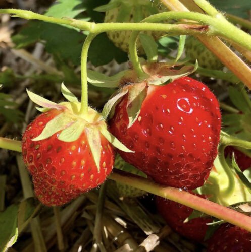 30 Seeds - Strawberry Fragaria Vesca Seeds - Garden Fruit Plant Seeds