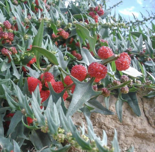 10 Seeds - Strawberry Blite Strawberry Goosefoot Seeds - Garden Fruit ...
