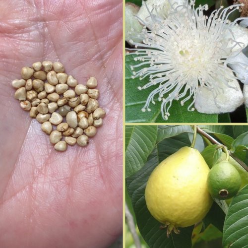 50 Seeds - Psidium guajava 'Guava' EDIBLES Base chakra - Fruit Garden