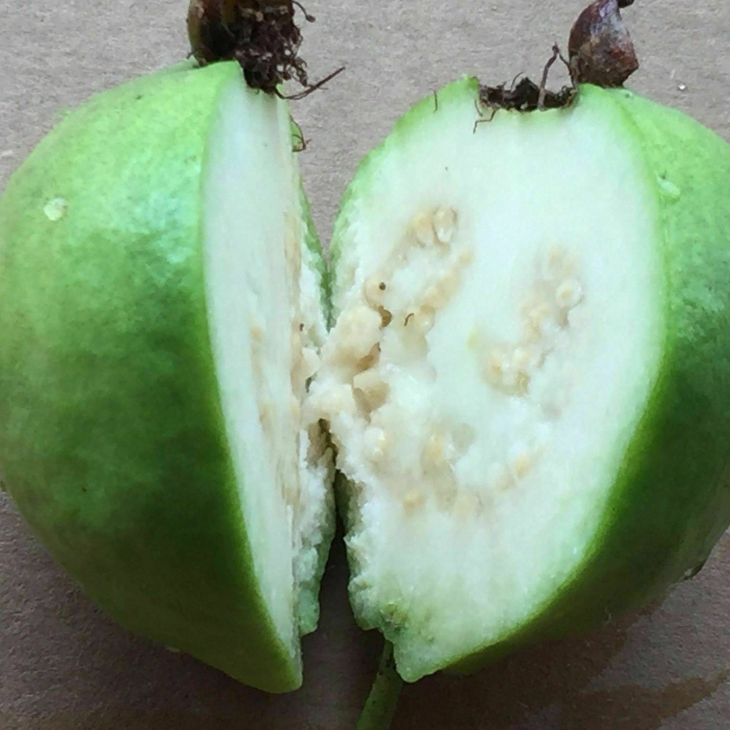 300 Seeds - White Guava Seeds Psidium guajava Fruit Seeds - Fruit ...
