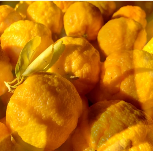 5 Seeds - NATIVE LEMONADE SEEDS Fruit Seeds - Fruit Garden Seeds