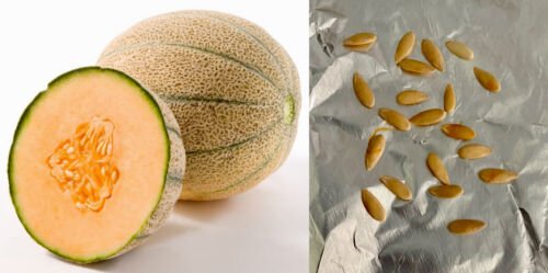 20 Seeds - ROCKMELON Cantaloupe Fruit - Fruit Garden Seeds