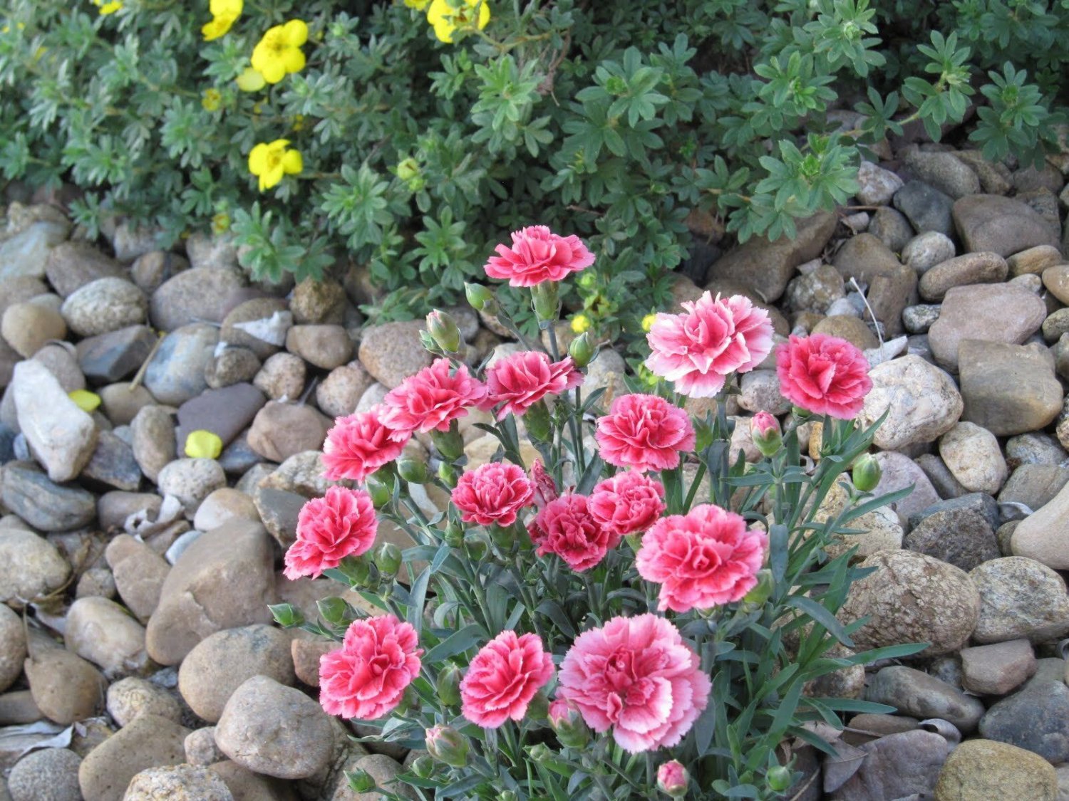 50 Seeds - Carnation DWARF DOUBLE Flower Seeds - Garden Seeds