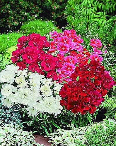 50 Seeds - Dianthus chinensis Dwarf Double Mix Flower Seeds - Garden Seeds