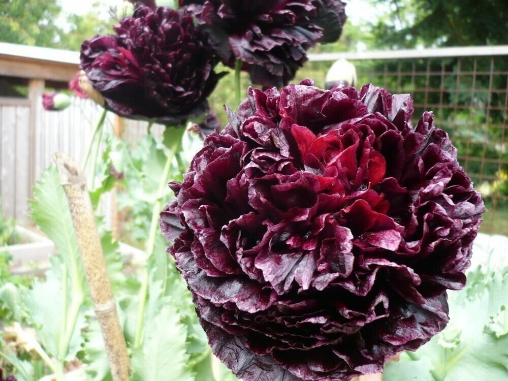 10 Seeds - Poppy Peony Double Black Feng Shui Flower Seeds - Garden Seeds