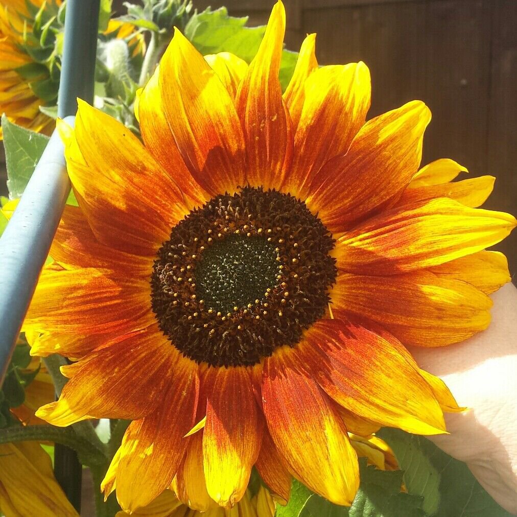 5 Seeds - Solar Eclipse Sunflower Flower Seeds - Garden Flower Plant Seeds