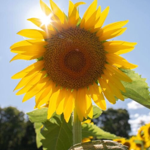 35 Seeds - SUNFLOWER GIANT Single Flower Seeds - Garden Flower Plant Seeds