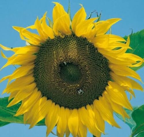100 Seeds - Sunflower Giant Single Flower Seeds - Garden Flower Plant Seeds
