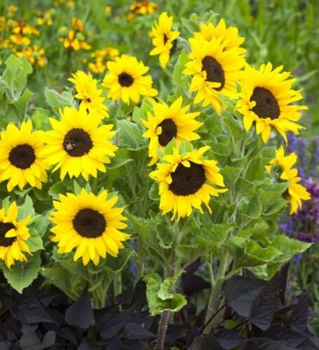 10 Seeds - SUNFLOWER Microsun Gold Flower Seeds - Garden Flower Plant Seeds