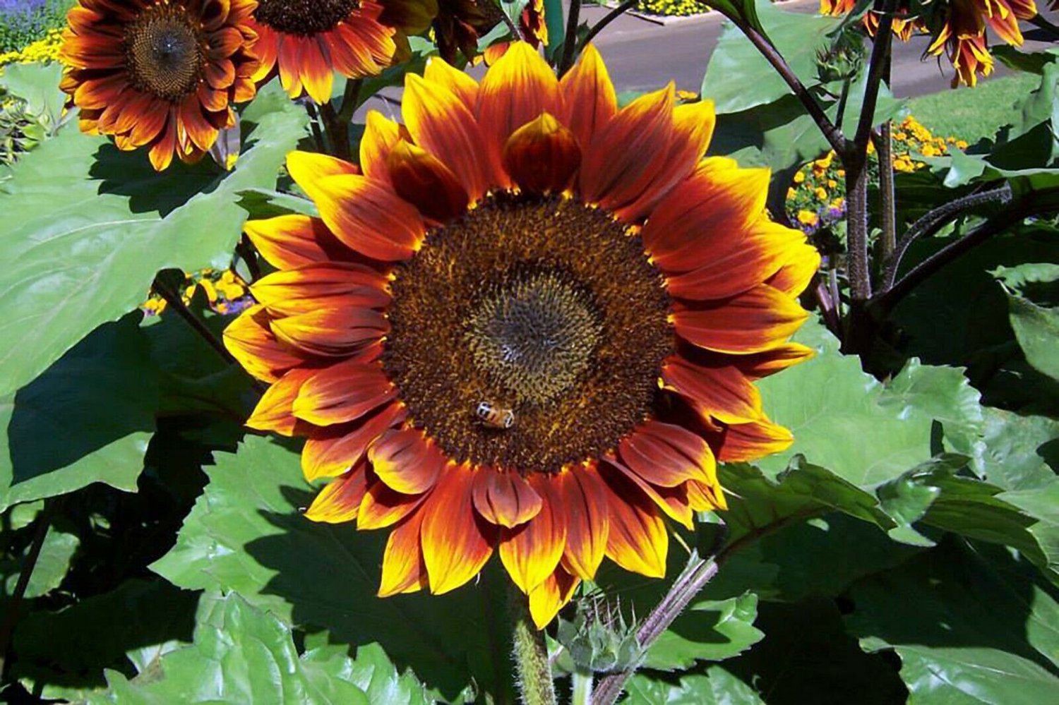 10 Seeds - Sunflowers Ruby Passion Flower Seeds - Garden Flower Plant Seeds