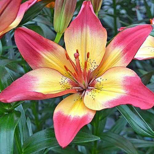 5X- Heartstrings Asiatic Lily Flower Seeds - Garden Flower Plant Seeds