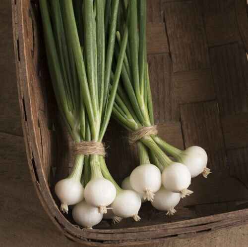 100X - BUNCHING SPRING ONION Pompeii Vegetable Seeds - Garden Vegetable ...