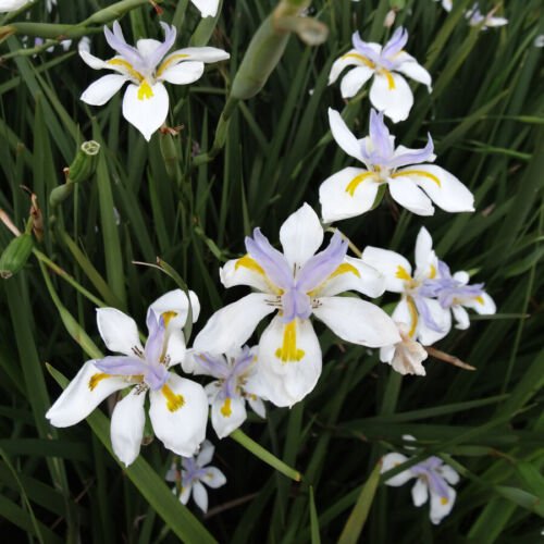 50X - DIETES GRANDIFLORA Rockery Wild Cut Flower Seeds - Garden Flower ...
