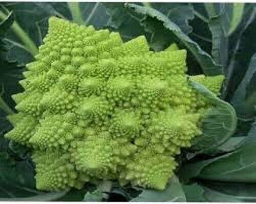 25X - VEGETABLE SEED Romanesco Broccoli vegetable Seeds - Garden ...