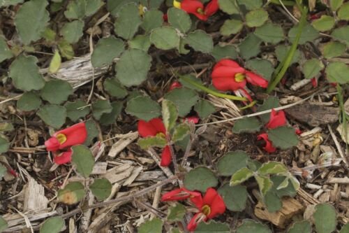 20X Seeds - Running Postman (Kennedia prostrata ) Ground cover Seeds ...