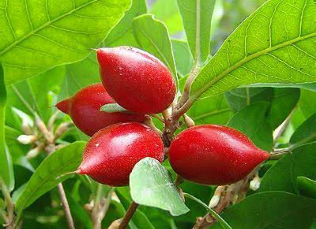 15 Seeds Plant - MIRACLE FRUIT Plant - Home Garden Plant EBER