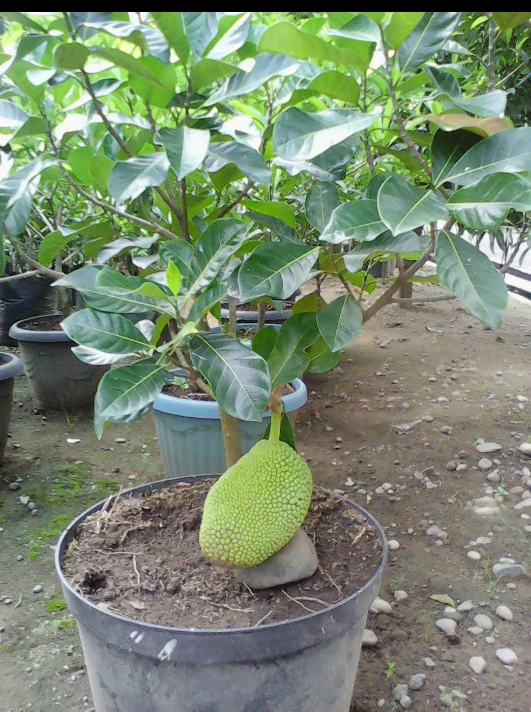 Live Plant - Jackfruit Artocarpus Heterophyllus Fruit Tree Plant - Home ...