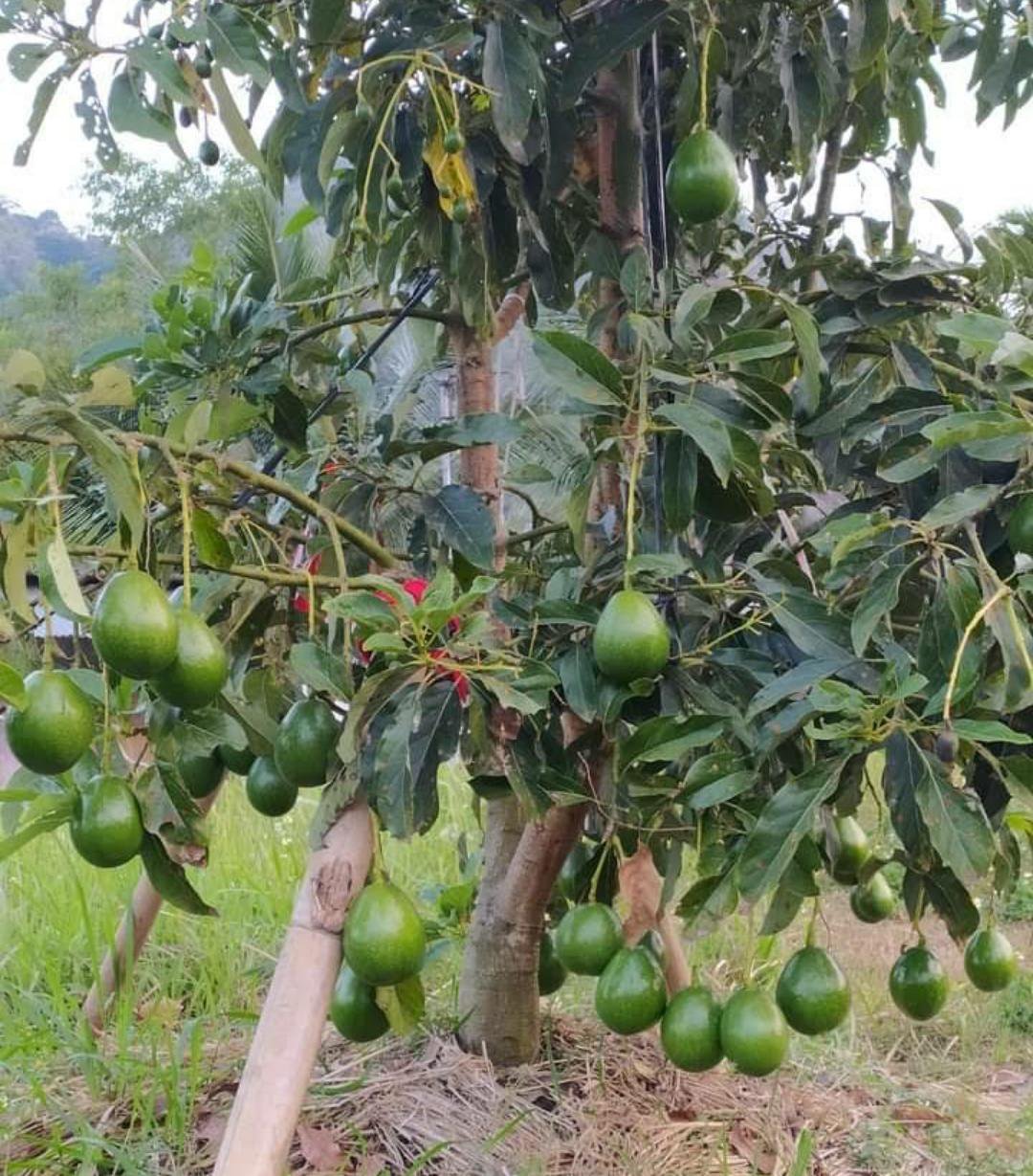 Live Plant - Grafted Avocado (Persea Americana) Plant - Home Garden ...