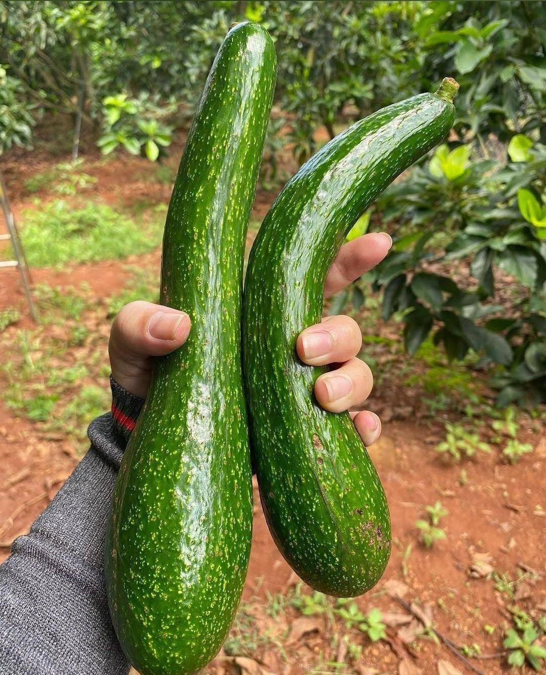 Live Plant - Grafted Long Neck Avocado Fruit live tree - Home Garden ...