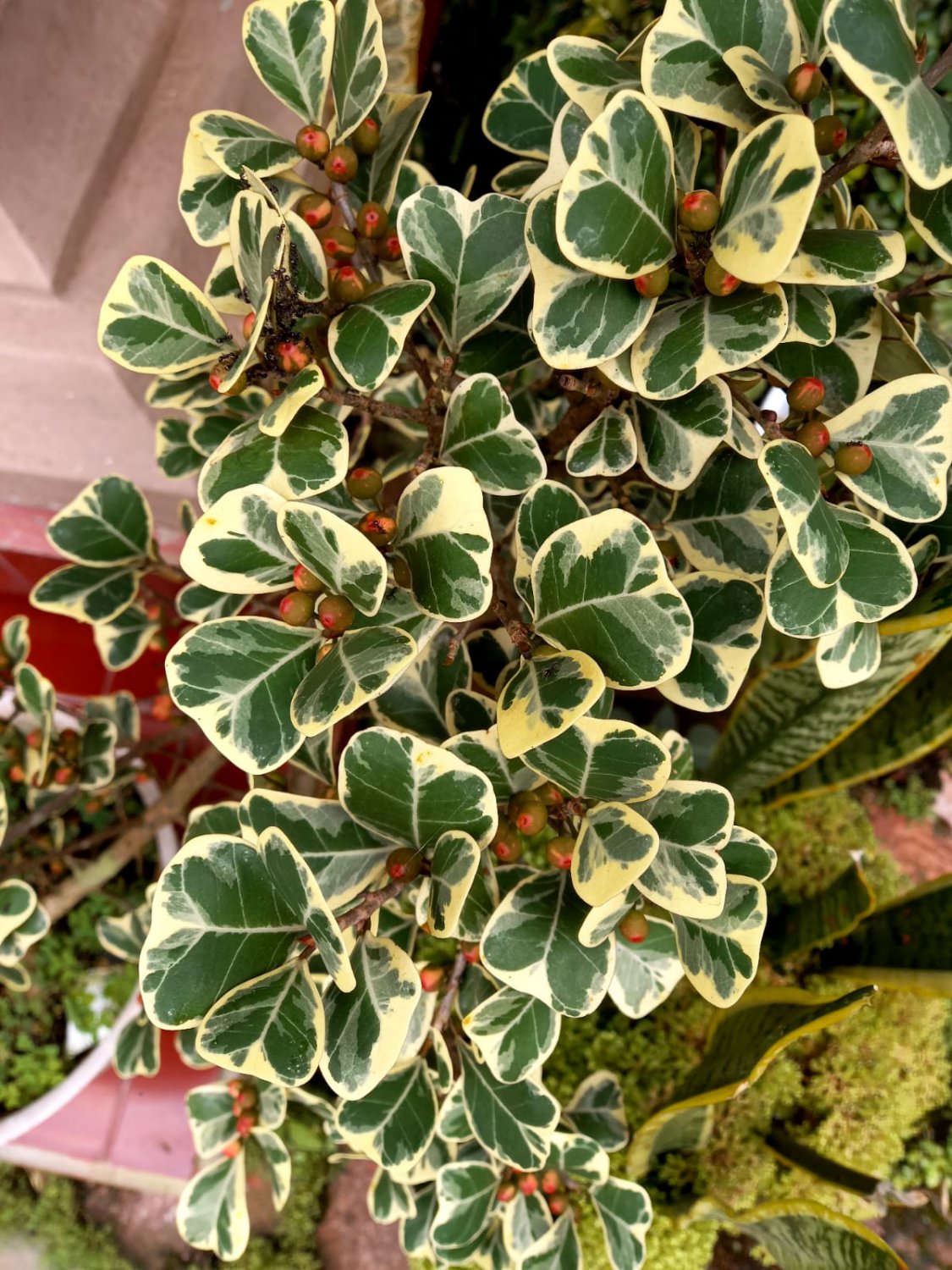 Live Plant - Ficus Triangularis variegated Flower tree - Home Garden ...