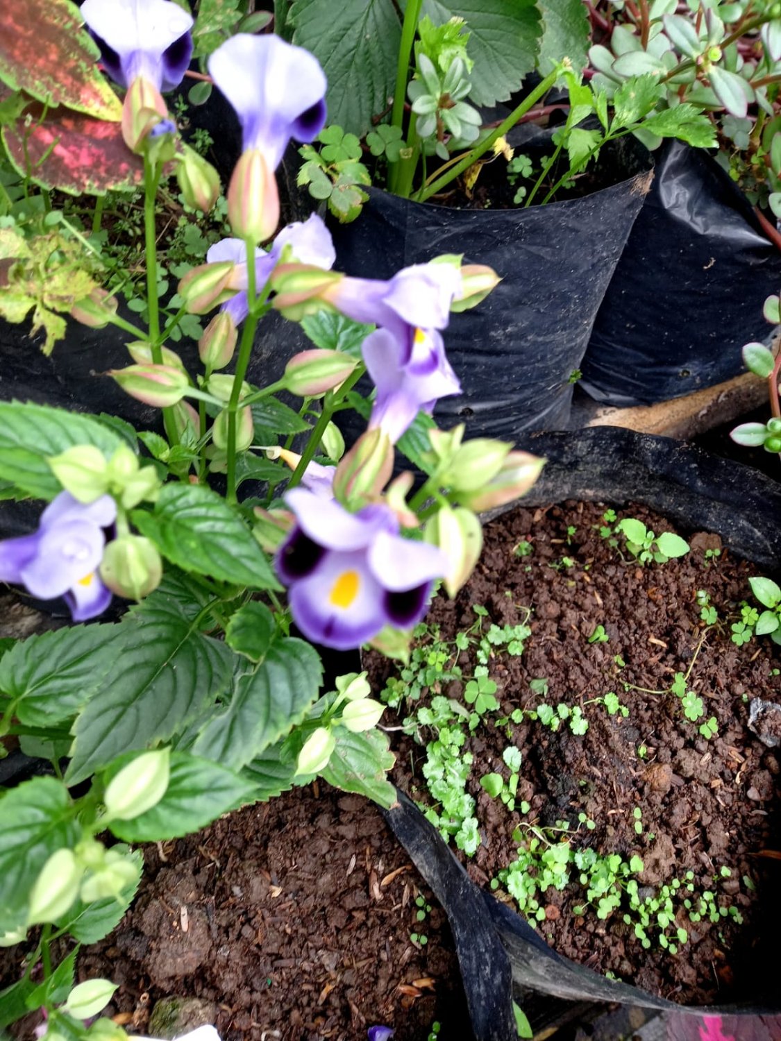 50 Seeds Plant - Torenia Fournieri Deep Blue Flower tree - Home Garden ...