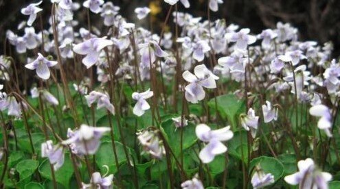 4 LIVE PLANT - Viola hederacea ground cover - Garden Flower