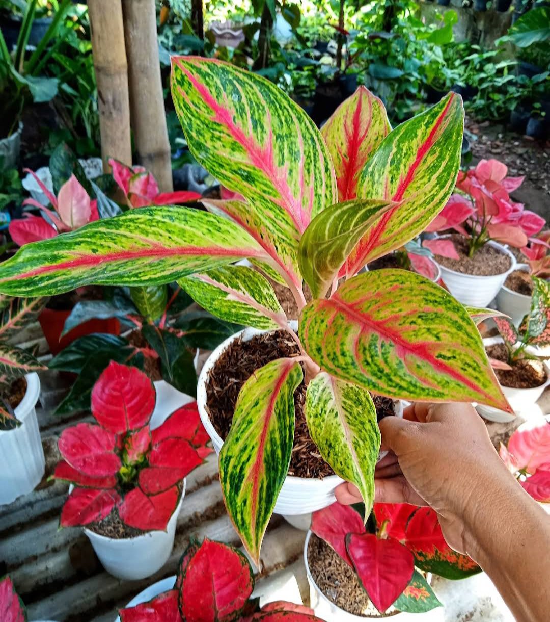 Live Plant - Aglaonema red Sunset Plant Flower - Home Garden Plant EBER