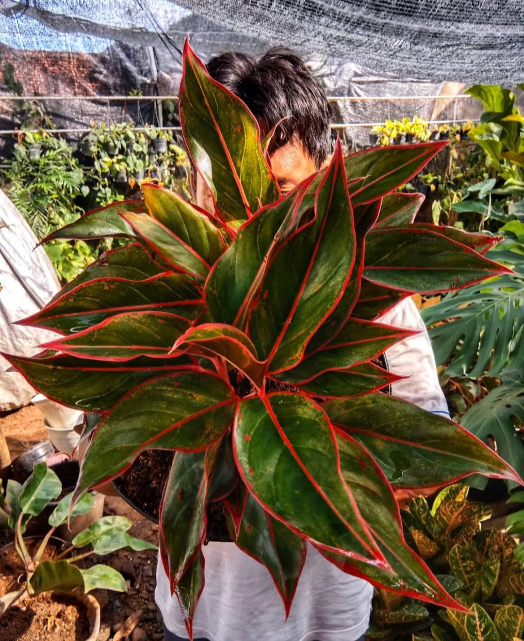 Live Plant - Chinese Evergreen Aglaonema 'Siam Aurora' Plant Flower ...