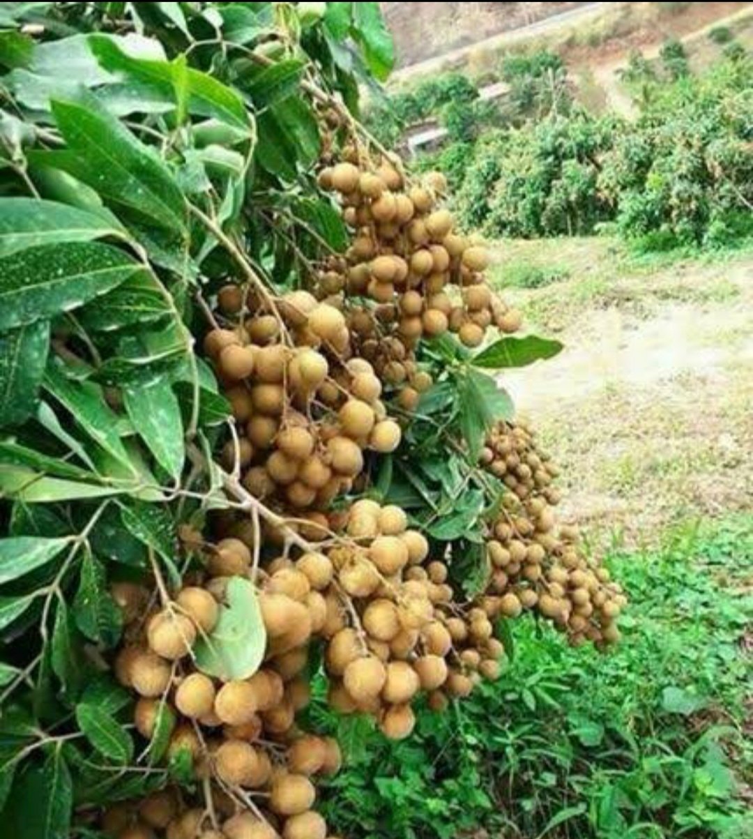Longan Dimocarpus Dragon Eye Diamond Plant Fruit Rare Plant Flower ...