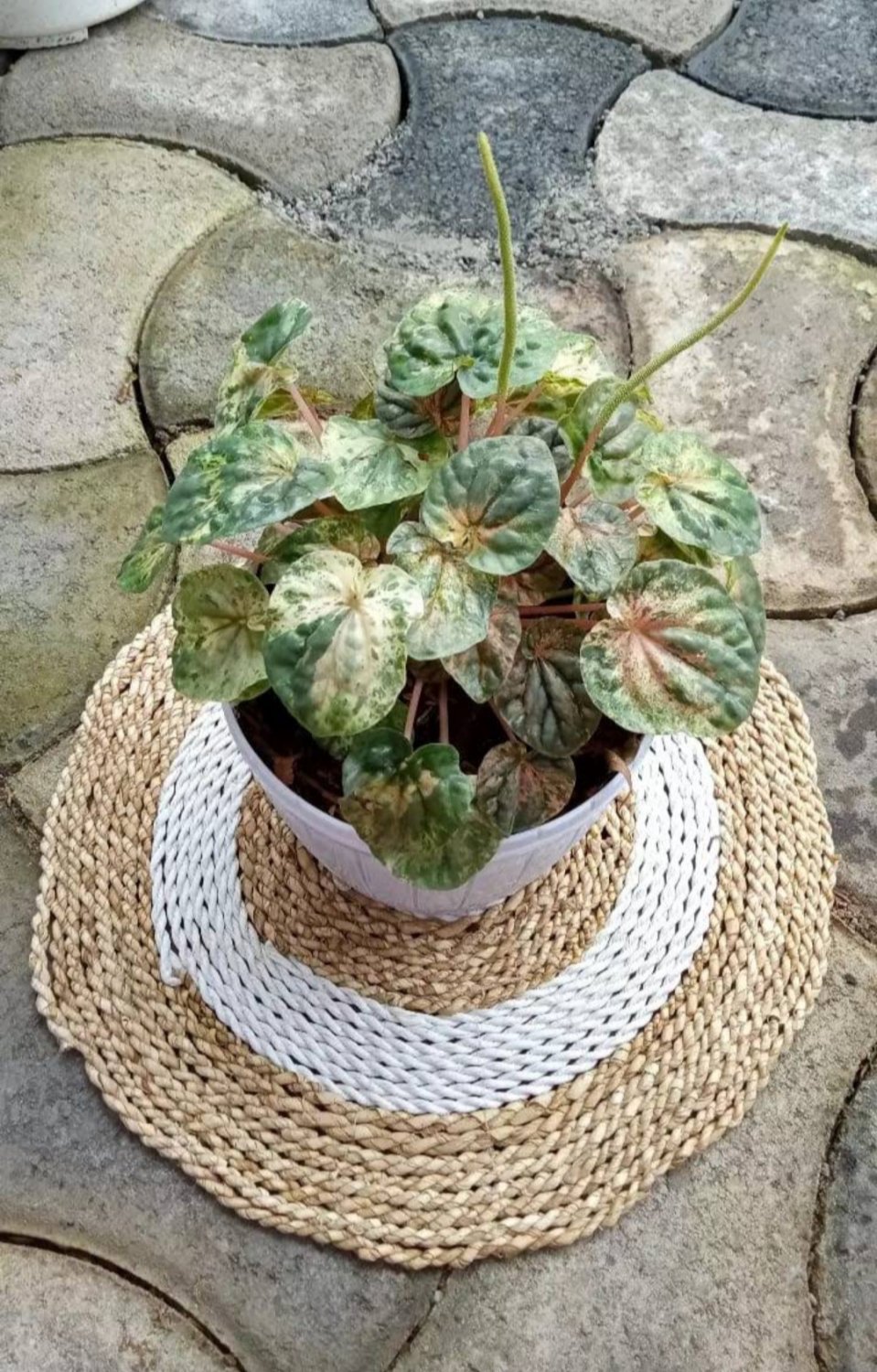 Peperomia Marble Caperata Variegated Houseplant Plant Flower Rare Plant ...