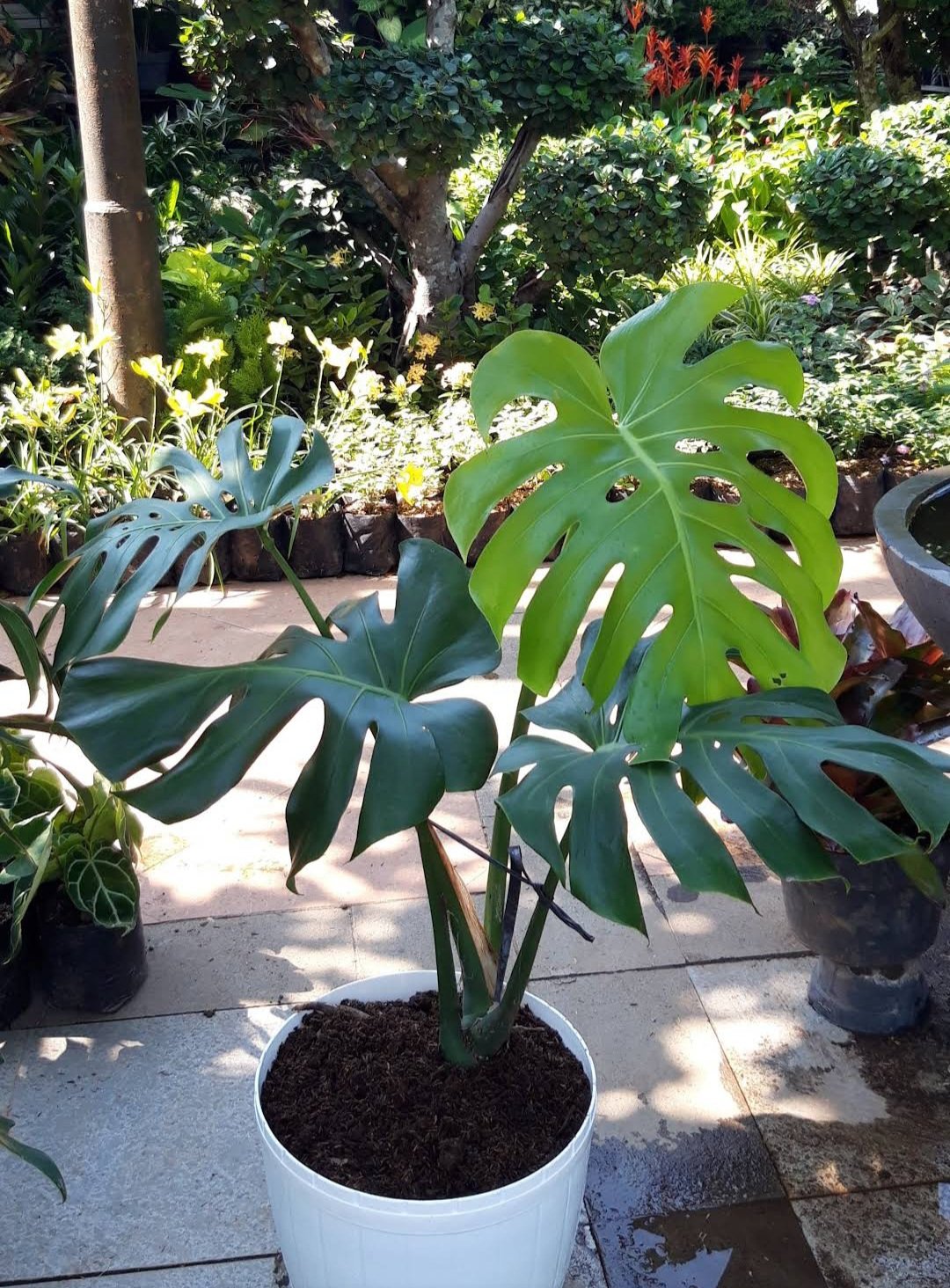 Large Monstera Deliciosa Tropical Houseplant Plant Flower Rare - Home ...