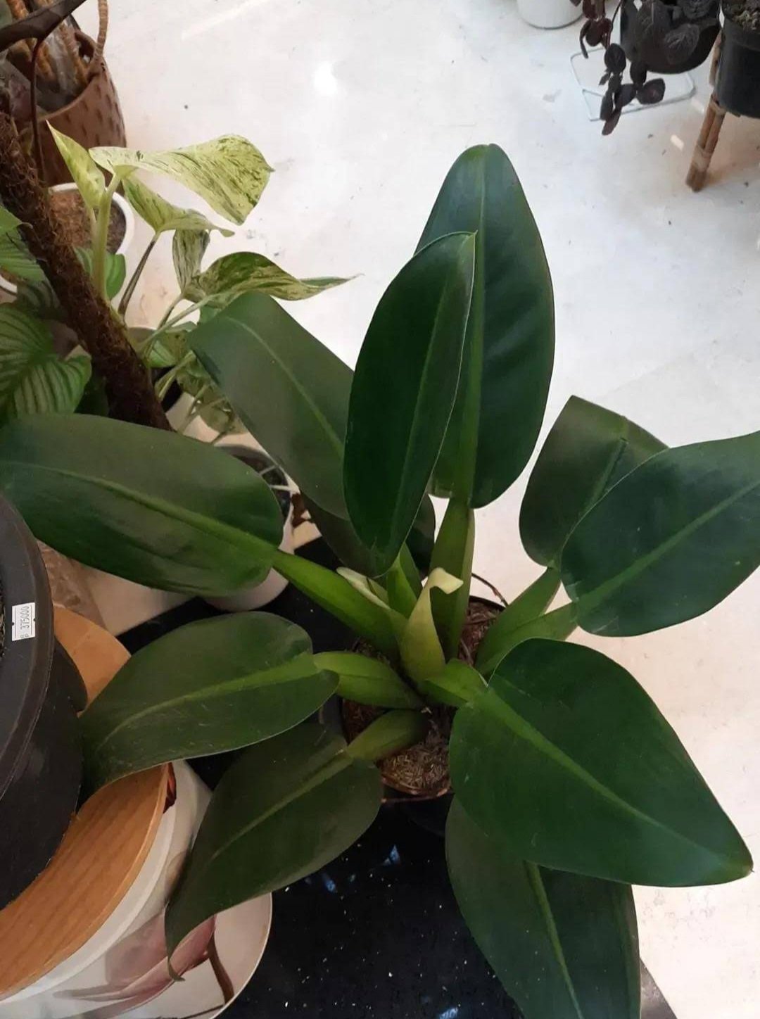 Philodendron Martianum "Fat Boy" Houseplant Plant Flower Rare - Home ...