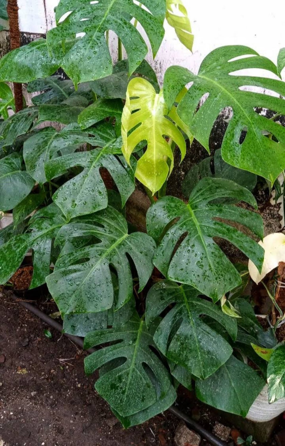 monstera giant Houseplant Plant Flower Rare - Home Garden Plant EBER