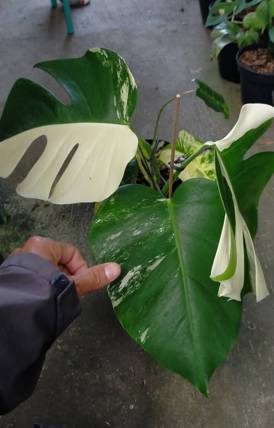 monstera Varigata marble Houseplant Plant Flower Rare - Home Garden ...